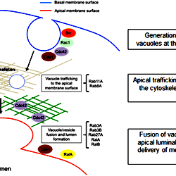 Generation, apical trafficking and fusion of pinocytic intracellular ...