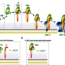 Step-wise assembly of the Membrane Attack Complex.