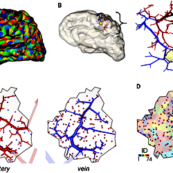 Vascular pathways to/in a single vascular subregion.