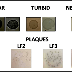 Representative examples of the spot test outcomes including plaques ...