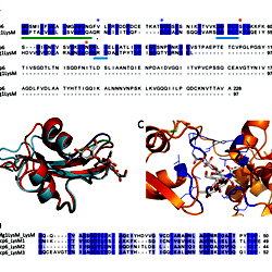 Protein alignment of Ecp6 and Mg1LysM.