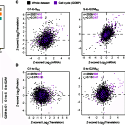 Fold-change analysis of mRNA, translation and protein levels along the ...