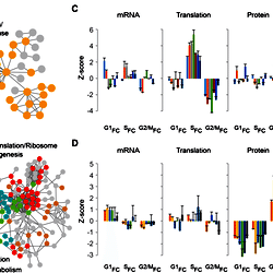 Network analysis.