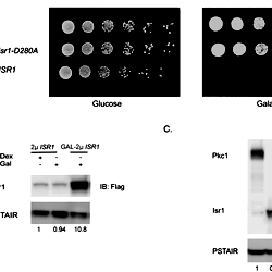 Overexpression of ISR1 is lethal.
