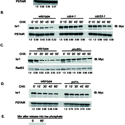 Isr1 is an unstable protein targeted by Pho85 and Cdc4.