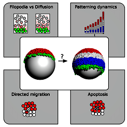 Schematic overview/ Graphical abstract.