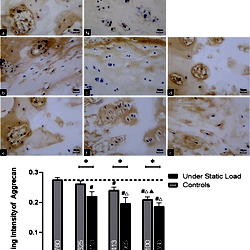 Immunohistochemical staining of Agg in the vertebral endplate (n = 4).