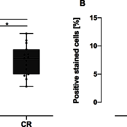 CD4 and CD68 positive stained cells in muscle tissue at POD 100.