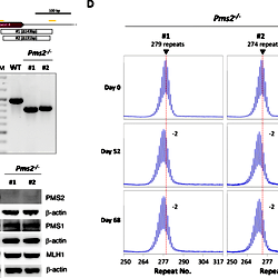Generation and analysis of Pms2-/- cell lines.