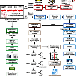Integrative multi-omics (metabolomics, peptidomics and proteomics) and ...