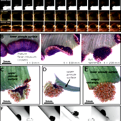 Kinematics of false indusia situated on cut-off pinnule margins.