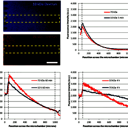 Influence of molecule size on diffusion profile.