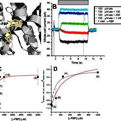 Identification of a potent ASCT2 inhibitor based on the outward-open model.