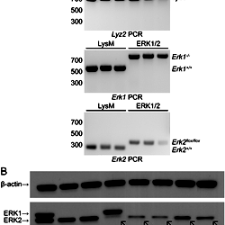 LysM and ERK1/2 mice express the expected mutations in germline DNA, but macrophages from ERK1/2 ...