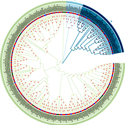 Phylogenetic tree of the Dof gene family.