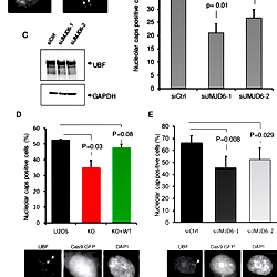 Nucleolar caps formation in response to DNA damage.
