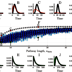 Modelling linear pathways using a truncated number of pathway steps.