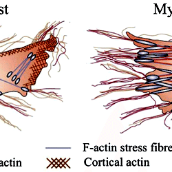 A diagram of a contracted myofibroblast and less contracted fibroblast ...