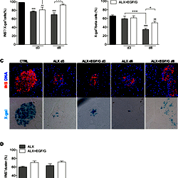 Beta cell lineage tracing: Contribution of beta cell neogenesis.