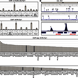 Fpr1 specifically binds to RPG promoters.