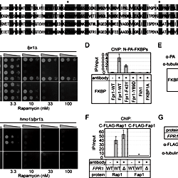 Effect of mutations of Fpr1 on its functions.