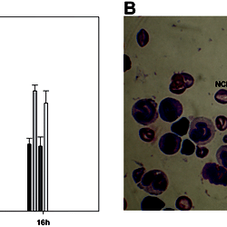 Bone marrow toxicity profile.