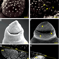 Inhibition of SmLSD1 leads to tegumental damage and reproductive organ ...