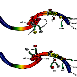 Schematic diagram illustrating the O2.- generation mechanisms from eNOS ...