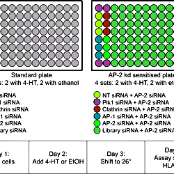 Designing the siRNA library screen.