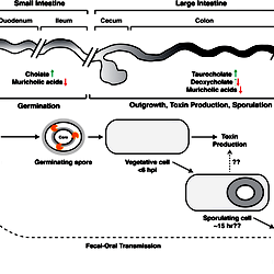 Developmental life cycle of Clostridium difficile during infection.