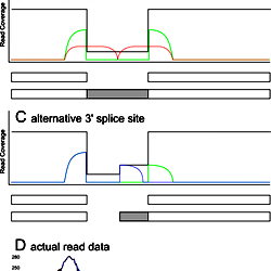 Split read mapping and AS in genes with one intron.