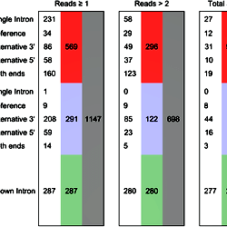 Predicted introns are assigned to different classes.