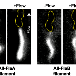 FlaB forms a more rigid filament than FlaA.