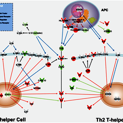 T-helper cell pathway diagram.