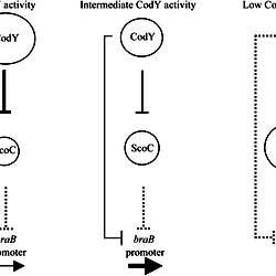 A model of regulation of the braB promoter by the combined actions of ...