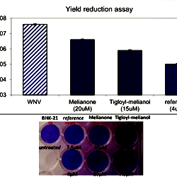 Yield reduction assay.