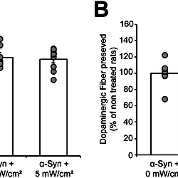 Chronic treatment with photobiomodulation does not affect the integrity ...