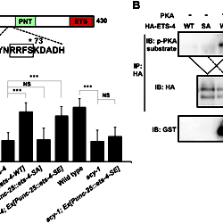 ETS-4 functions downstream of the cAMP pathway.