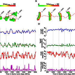 The Act model reproduces amoeboid and keratocyte-like behavior.