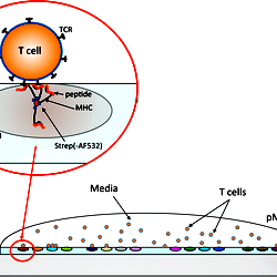 Diagrammatic representation of the pMHC array.