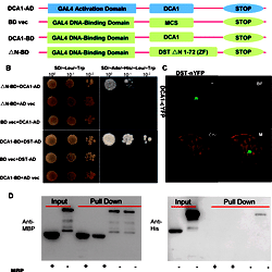Physical interaction between DCA1 and DST.