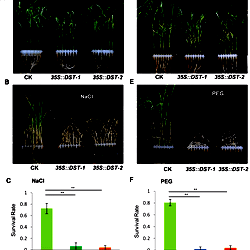 DST-overexpressing like 35S::DCA1 plants exhibit reduced drought and ...