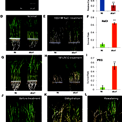The DCA1 knockdown mutant has improved stress tolerance.