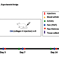 Experimental design of the CIA study.