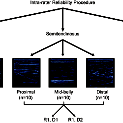 Flow chart of intra-rater image analysis reliability protocol.