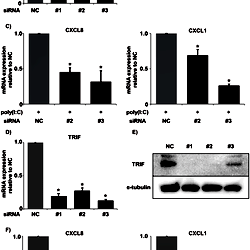 Effects of TLR3 and TRIF siRNA on chemokine mRNA expression.