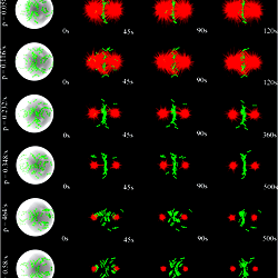Time-lapse snapshots of the simulated congression process for different ...