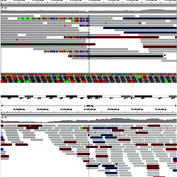 Transgene integration site for F9.
