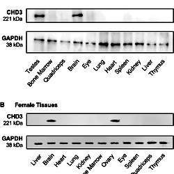 CHD3 is predominantly expressed in the brain and gonads of adult mice.