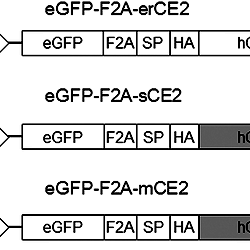 Schematic of CE2 expression constructs.
